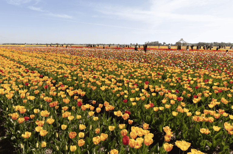 Best Tulip Fields in The Netherlands (Includes a Map)