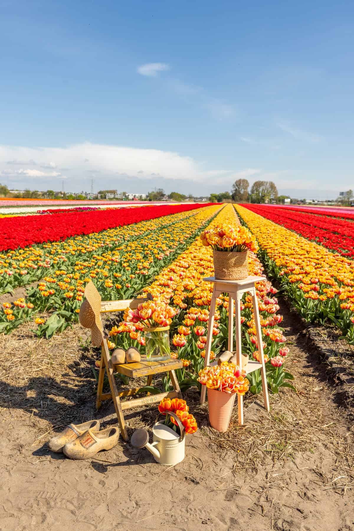 Best Tulip Fields in The Netherlands (Includes a Map)